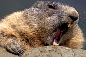 Tudo Sobre o Castor: Características, Nome Científico e Fotos – Mundo ...