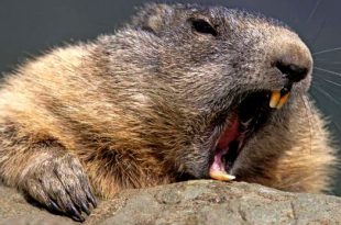 Tudo Sobre o Castor: Características, Nome Científico e Fotos – Mundo ...