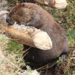 Tudo Sobre o Castor: Características, Nome Científico e Fotos – Mundo ...