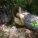 Tudo Sobre o Castor: Características, Nome Científico e Fotos – Mundo ...