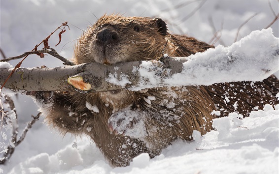 Tudo Sobre o Castor: Características, Nome Científico e Fotos – Mundo ...