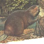 Tudo Sobre o Castor: Características, Nome Científico e Fotos – Mundo ...