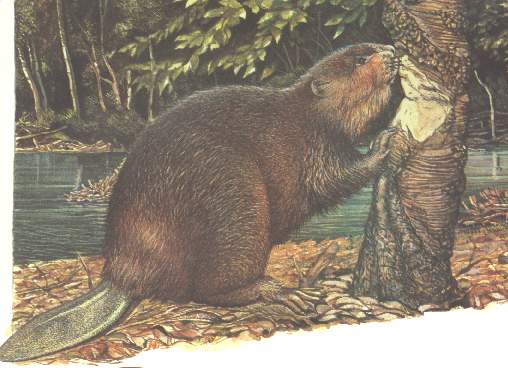 Tudo Sobre o Castor: Características, Nome Científico e Fotos – Mundo ...