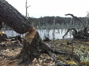 Tudo Sobre o Castor: Características, Nome Científico e Fotos – Mundo ...