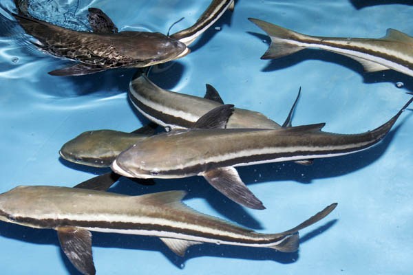 Ciclo de Vida do Peixe Bijupirá: Quantos Anos Eles Vivem? – Mundo Ecologia