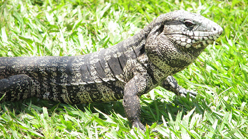 História do Lagarto e Origem do Animal | Mundo Ecologia