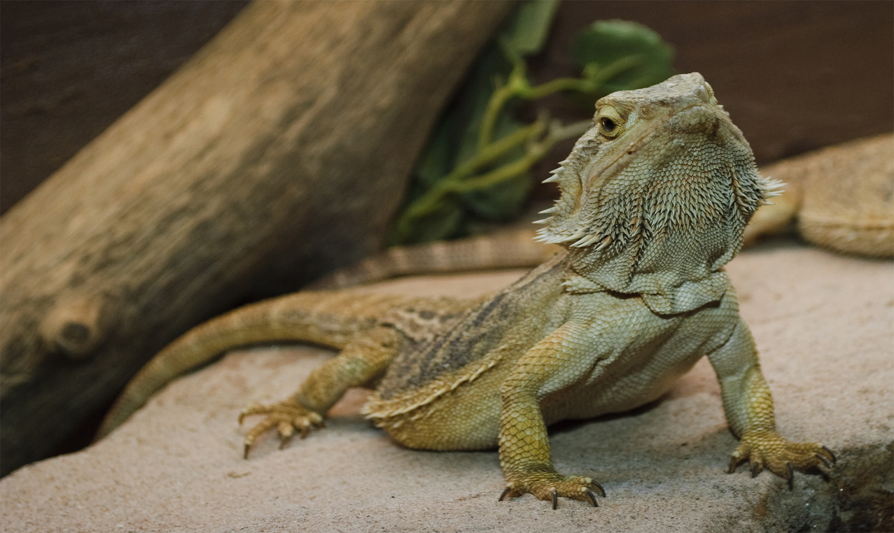 História do Lagarto e Origem do Animal | Mundo Ecologia
