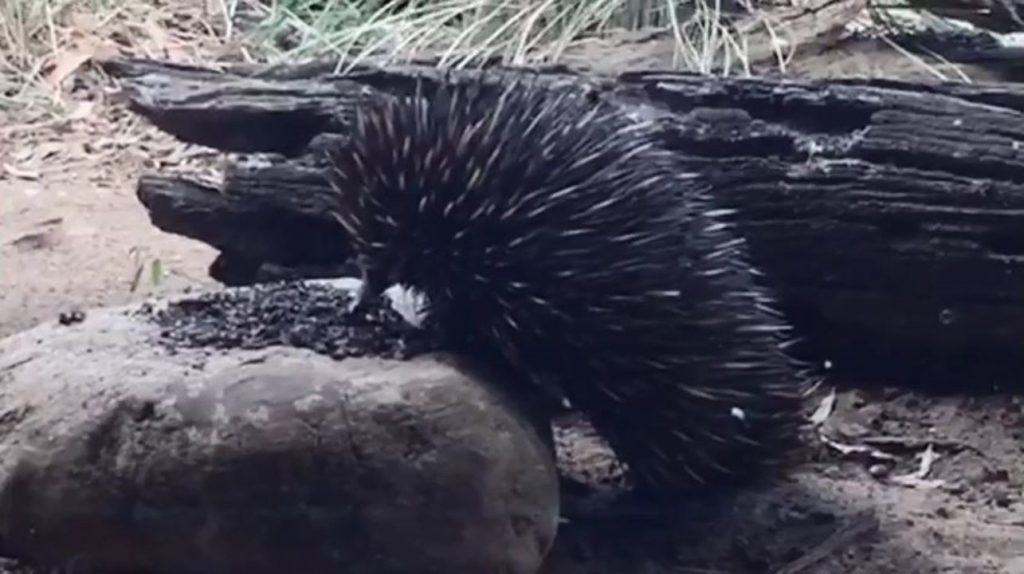 Ciclo De Vida Da Equidna: Quantos Anos Elas Vivem? | Mundo Ecologia