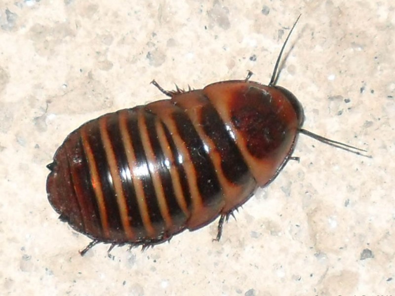 Comportamento da Barata, Hábitos e Modo de Vida do Animal | Mundo Ecologia