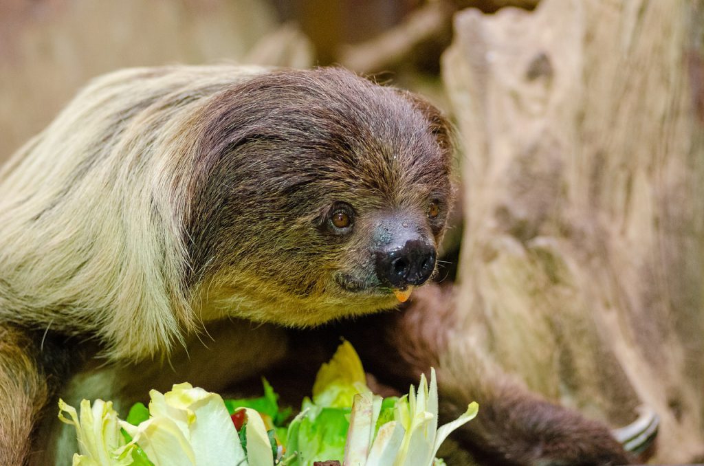 Espécies de Bicho Preguiça: Lista com Tipos- Nomes e Fotos – Mundo Ecologia