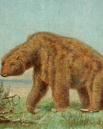 Espécies de Bicho Preguiça: Lista com Tipos- Nomes e Fotos | Mundo Ecologia