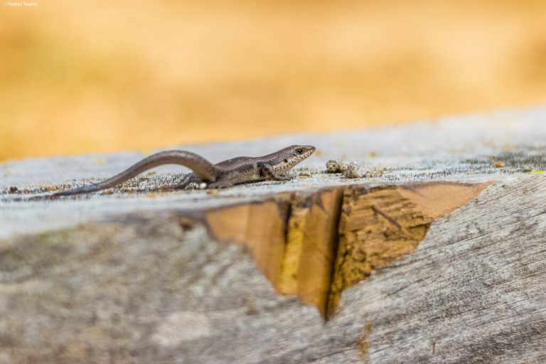Lagarto Calango-Cobra: Características, Habitat e Fotos | Mundo Ecologia