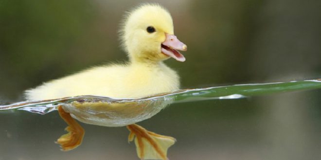 Qual a Cor de Pato? Branco, Cinza, Marrom e Outros | Mundo Ecologia