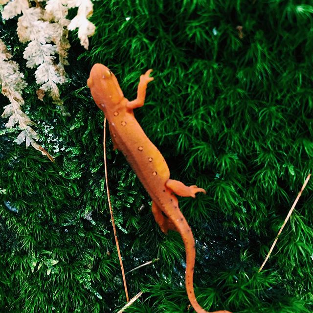 Comportamento do Tritão, Hábitos e Modo de Vida do Animal – Mundo Ecologia