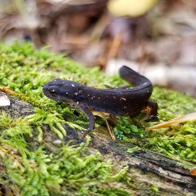 Comportamento do Tritão, Hábitos e Modo de Vida do Animal – Mundo Ecologia