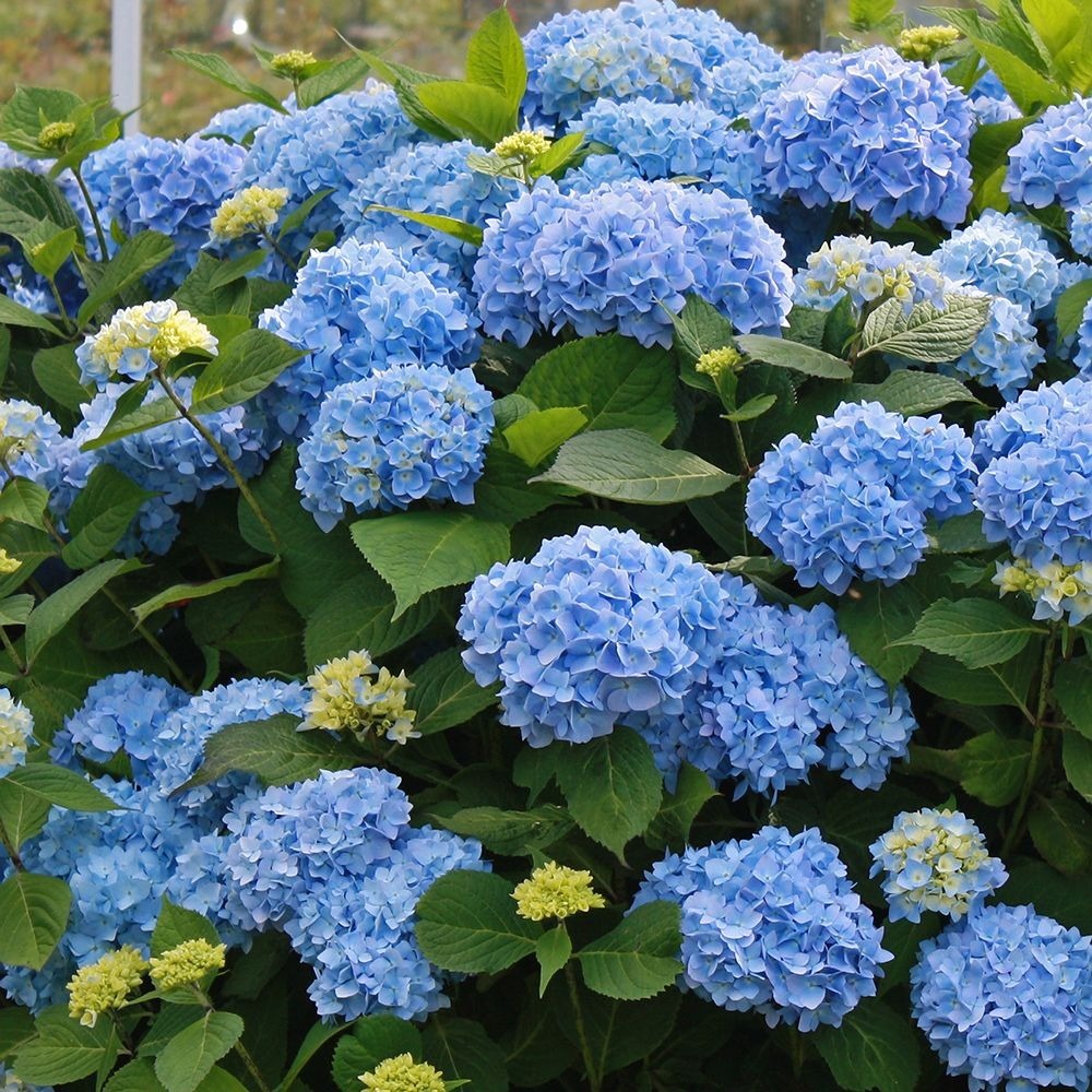 Significado Da Flor Hortênsia - NAZAEDU