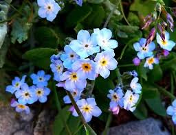 Flor Miosótis Tatuagem: O Que Significa e Imagens | Mundo Ecologia