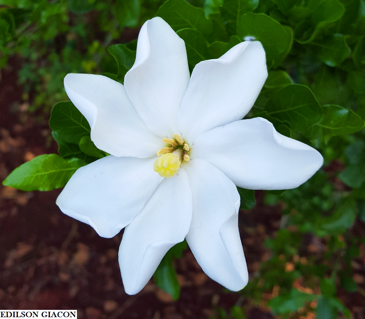 Mini Gardênia: Como Cuidar, Comprar, Fotos e Características | Mundo ...