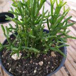 História do Cacto, Significado, Origem da Planta e Fotos – Mundo Ecologia