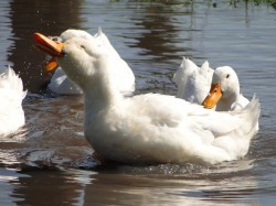 Comportamento do Marreco, Hábitos e Modo de Vida do Animal | Mundo Ecologia