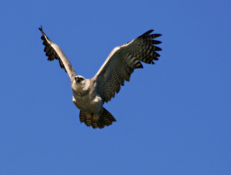 Tudo Sobre a Harpia: Características, Nome Científico E Fotos | Mundo ...
