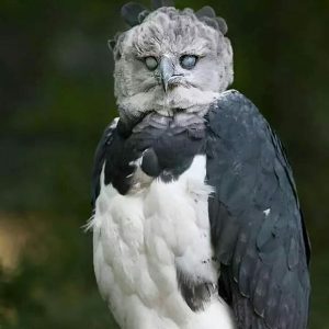Tudo Sobre a Harpia: Características, Nome Científico E Fotos | Mundo ...