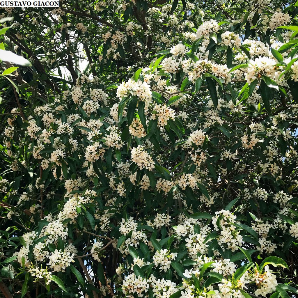 Tudo Sobre A Flor De Jasmim: Características, Nome Científico E Fotos ...