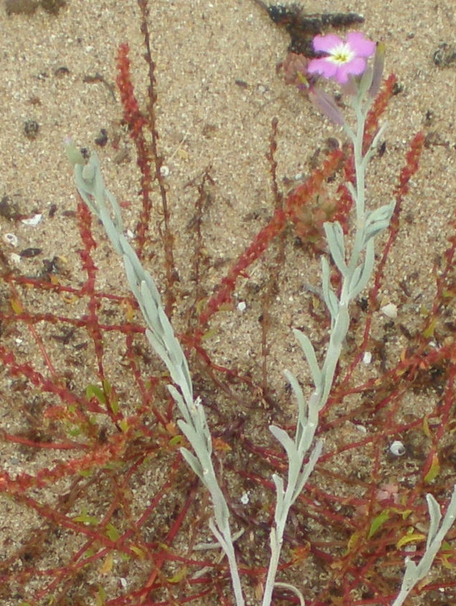 Malcolmia Marítima: Características, Nome Cientifico E Fotos | Mundo ...