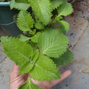 Para Que Serve a Folha de Malvarisco? | Mundo Ecologia