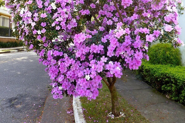 Flores que Começam com a Letra M: Nome e Características – Mundo Ecologia