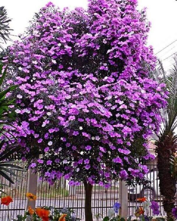 História da Manacá-da-Serra, Significado e Origem da Planta | Mundo ...