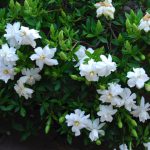 Mini Gardênia: Como Cuidar, Comprar, Fotos e Características | Mundo ...