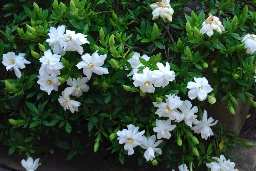 Mini Gardênia: Como Cuidar, Comprar, Fotos e Características | Mundo ...