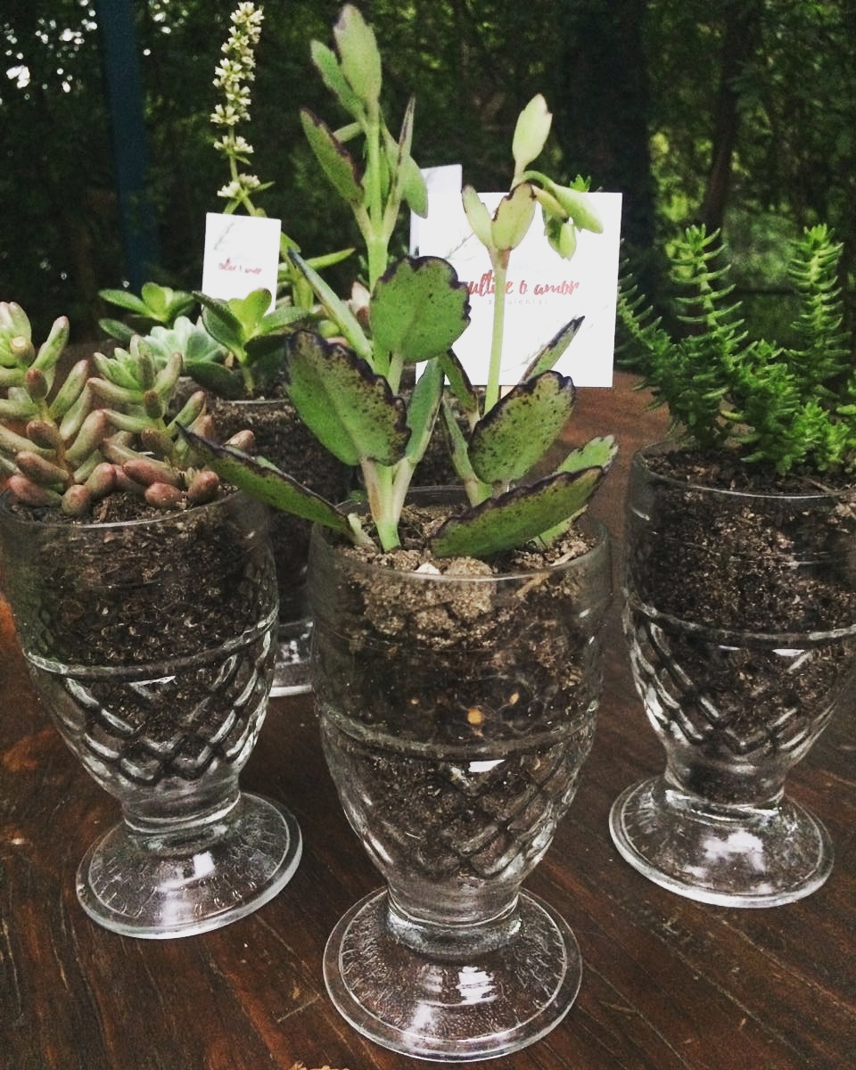 Mini Gardênia: Como Cuidar, Comprar, Fotos e Características | Mundo ...