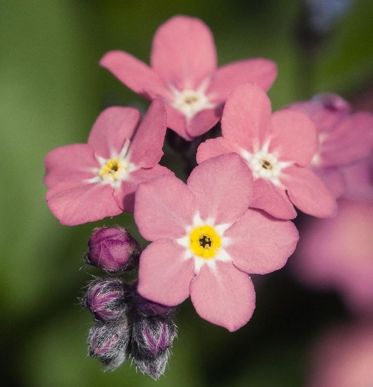 Flor Miosótis Tatuagem: O Que Significa e Imagens | Mundo Ecologia