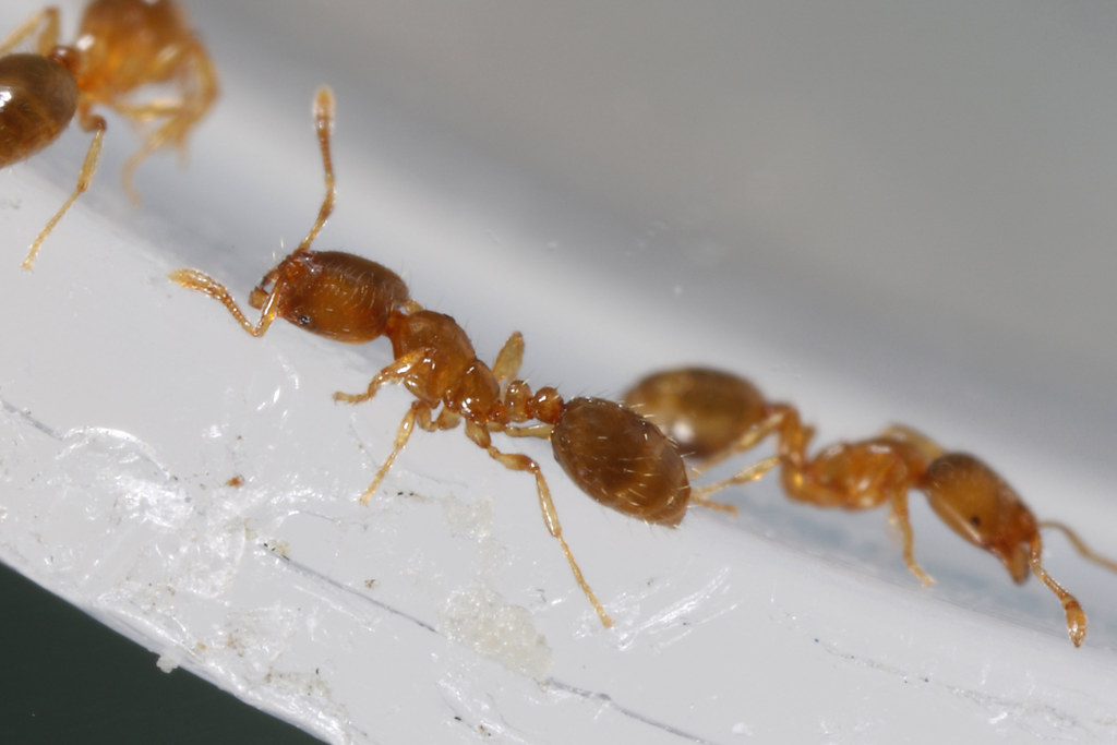 Espécies De Formigas: Lista Com Tipos, Nomes E Fotos | Mundo Ecologia