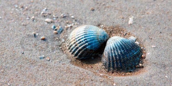 Locomoção dos Bivalves: Como Eles se Locomovem? | Mundo Ecologia