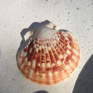 Locomoção dos Bivalves: Como Eles se Locomovem? | Mundo Ecologia