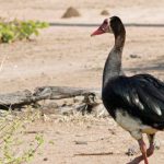 Espécies de Pato: Lista Com Tipos – Nome e Fotos – Mundo Ecologia