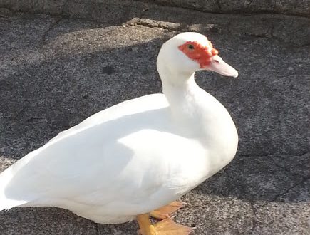 Espécies de Pato: Lista Com Tipos – Nome e Fotos | Mundo Ecologia