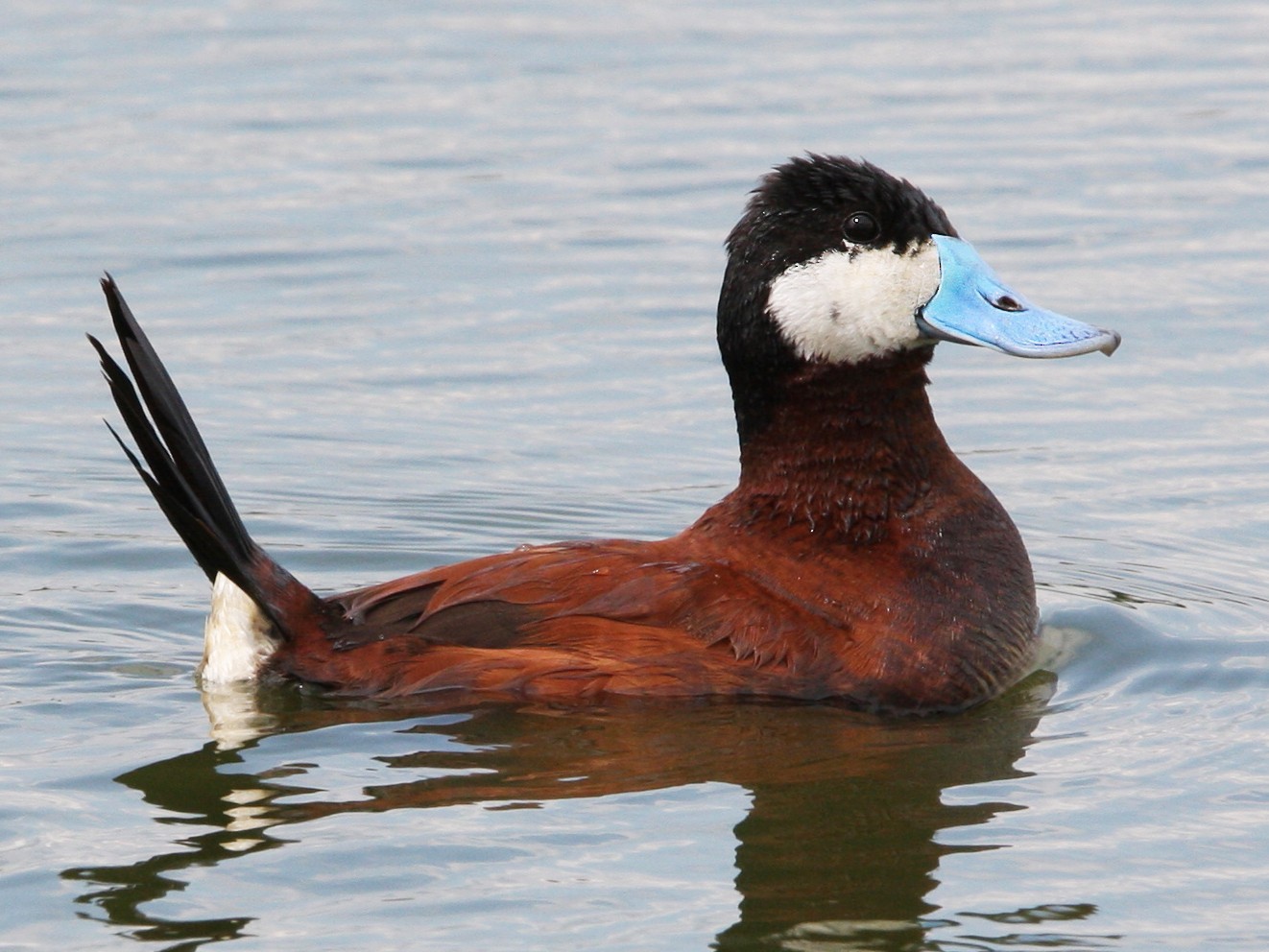 Espécies de Pato: Lista Com Tipos – Nome e Fotos – Mundo Ecologia