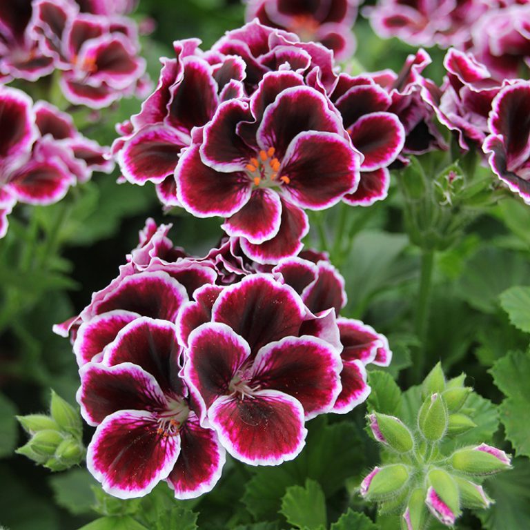 História da Flor Gerânio: Significado, Origem da Planta – Mundo Ecologia