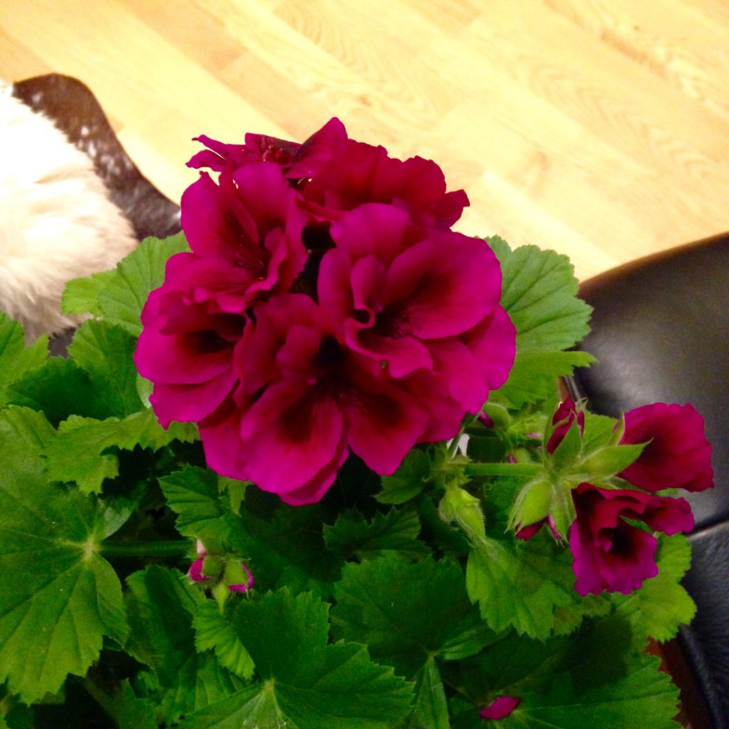 História da Flor Gerânio: Significado, Origem da Planta – Mundo Ecologia