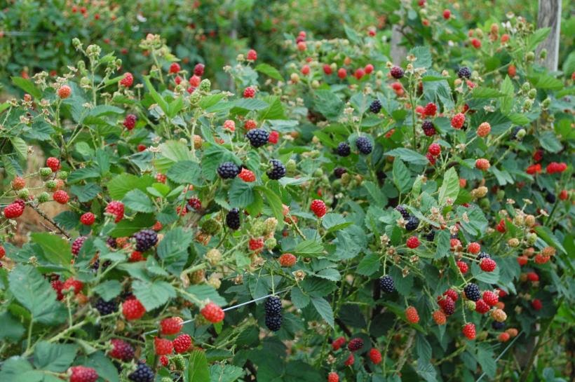 Lista dos Tipos de Amora: Espécies com Nome e Fotos – Mundo Ecologia