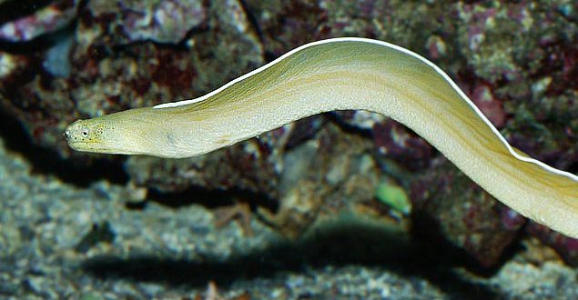 Moreia Ghost: Características, Nome Científico e Fotos | Mundo Ecologia