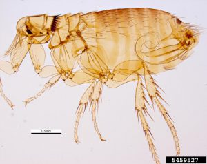 Como Acabar com as Pulgas de Vez no Ambiente Doméstico ? – Mundo Ecologia