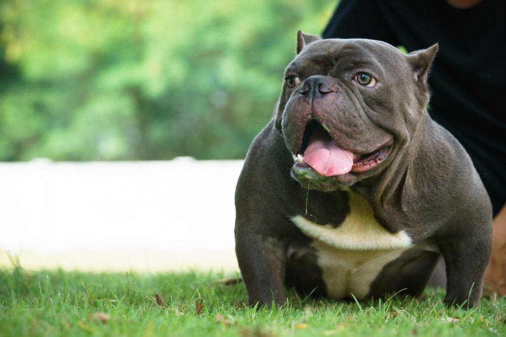 Tudo Sobre a Raça Buldogue: Características e Fotos – Mundo Ecologia