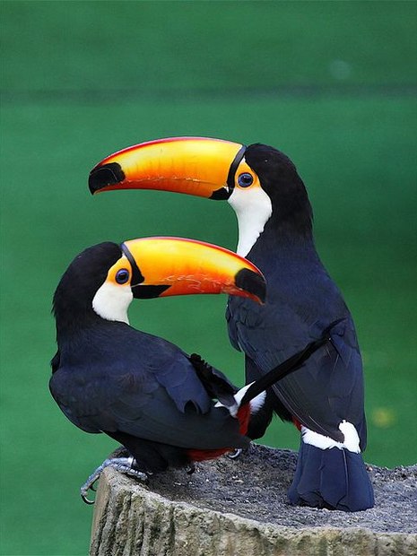 Comportamento do Tucano, Hábitos e Modo de Vida do Animal | Mundo Ecologia