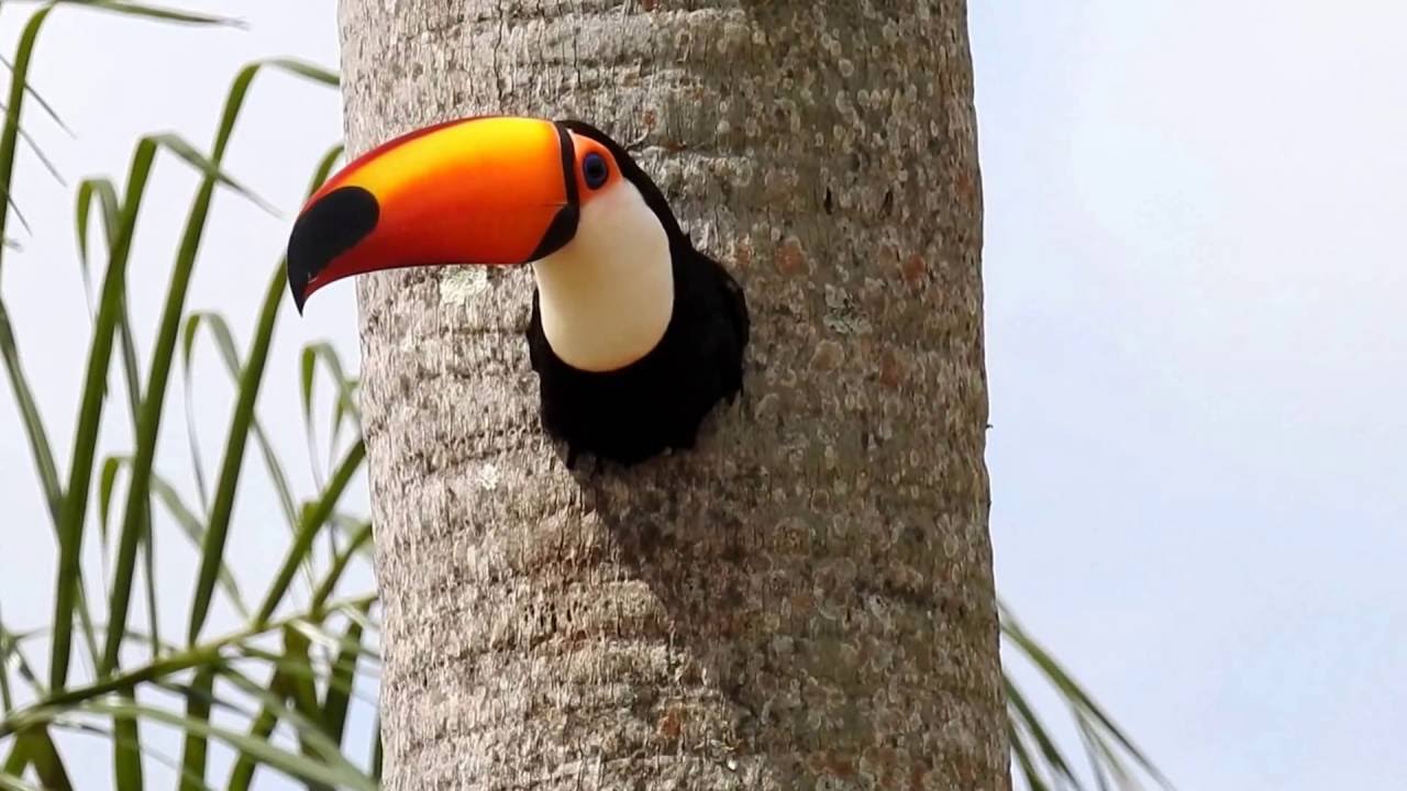 Comportamento do Tucano, Hábitos e Modo de Vida do Animal | Mundo Ecologia