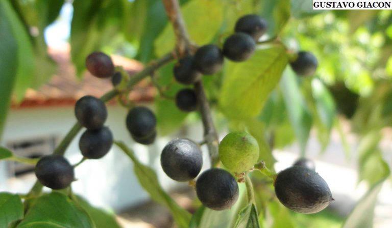Frutas Que Começam Com a Letra S: Nome e Características – Mundo Ecologia